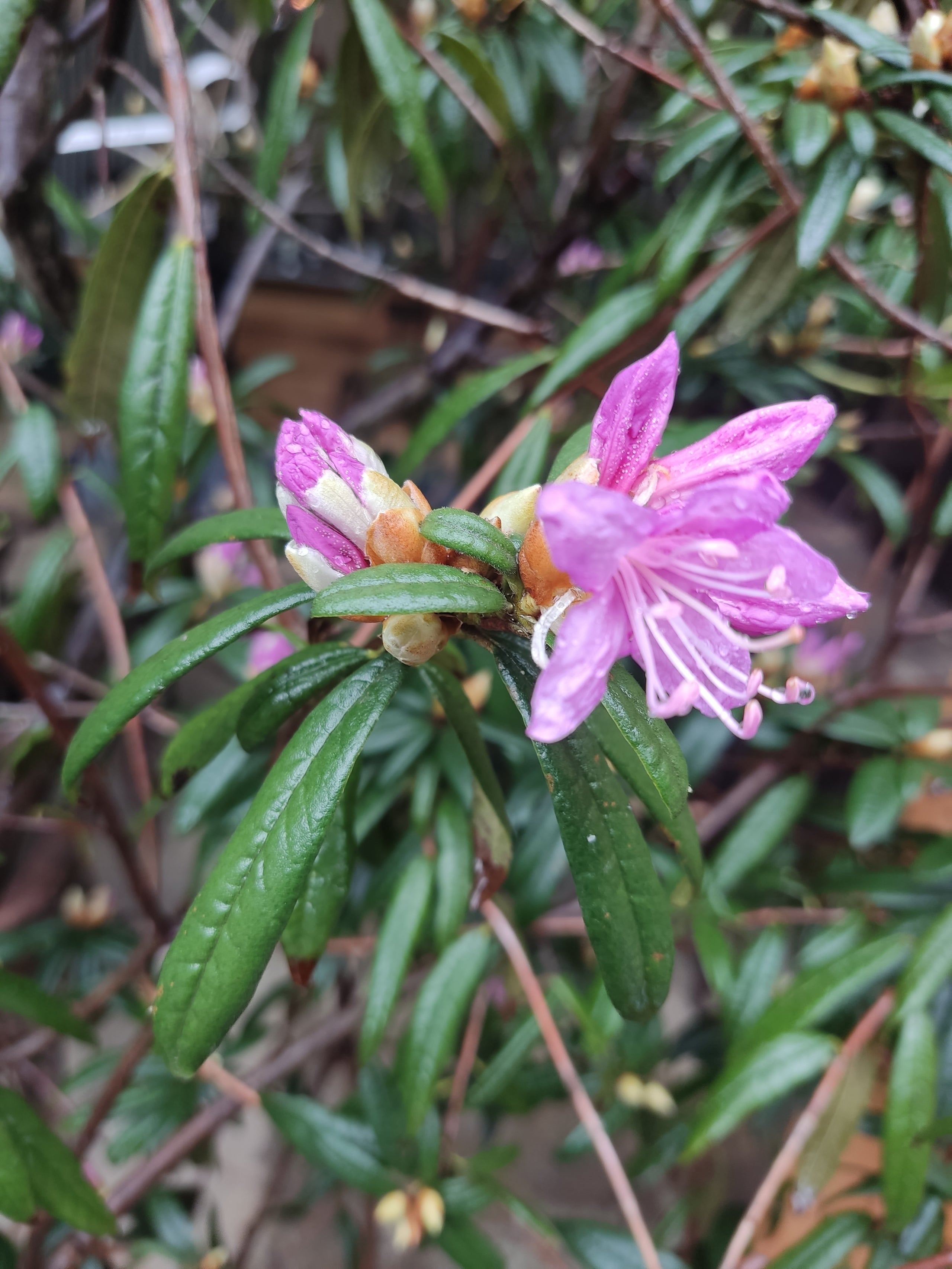 rhododendron-polylepis-this-is-one-of-our-specialist-plants-around-1
